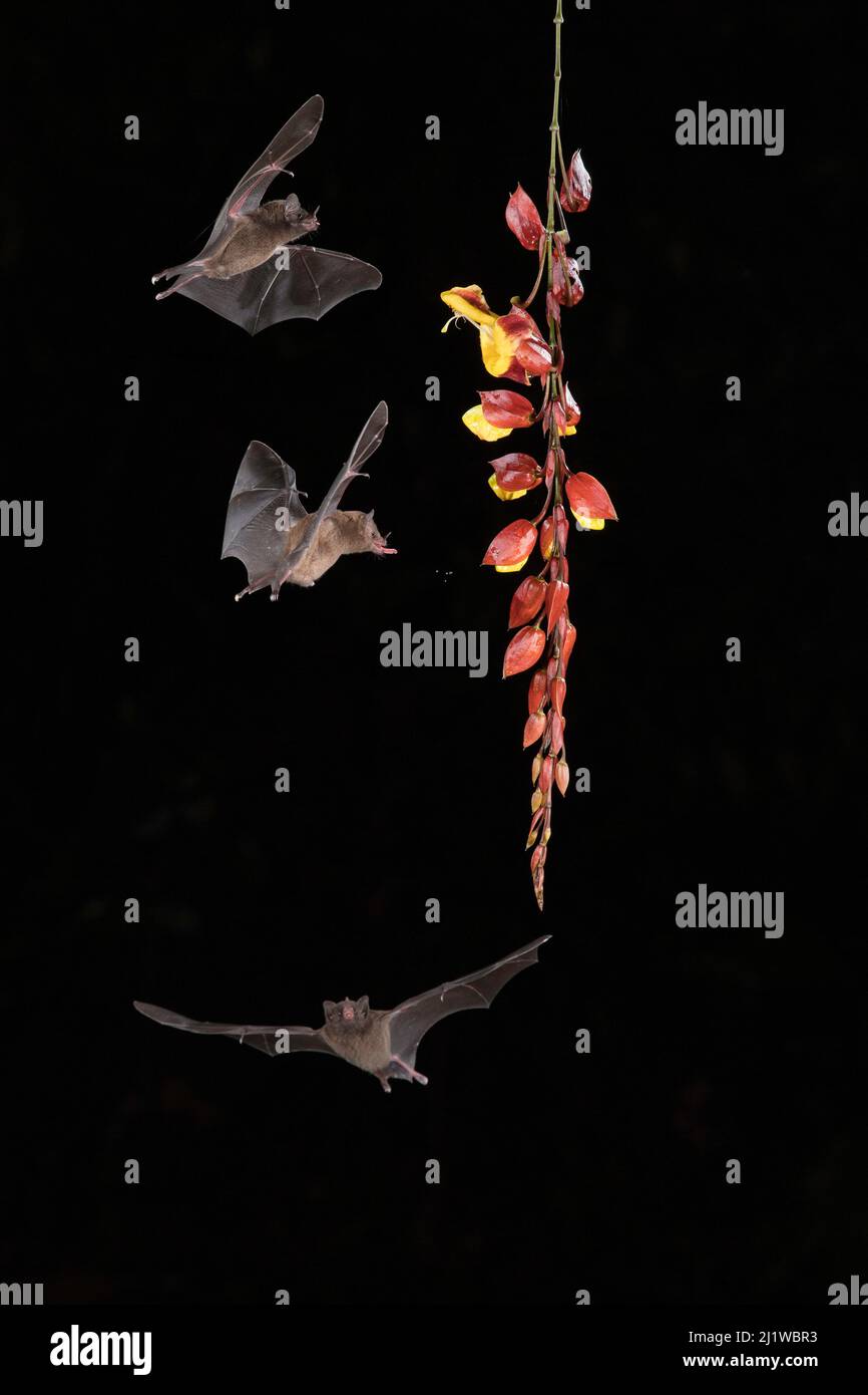 Glossophaga soricina -Fotos und -Bildmaterial in hoher Auflösung – Alamy