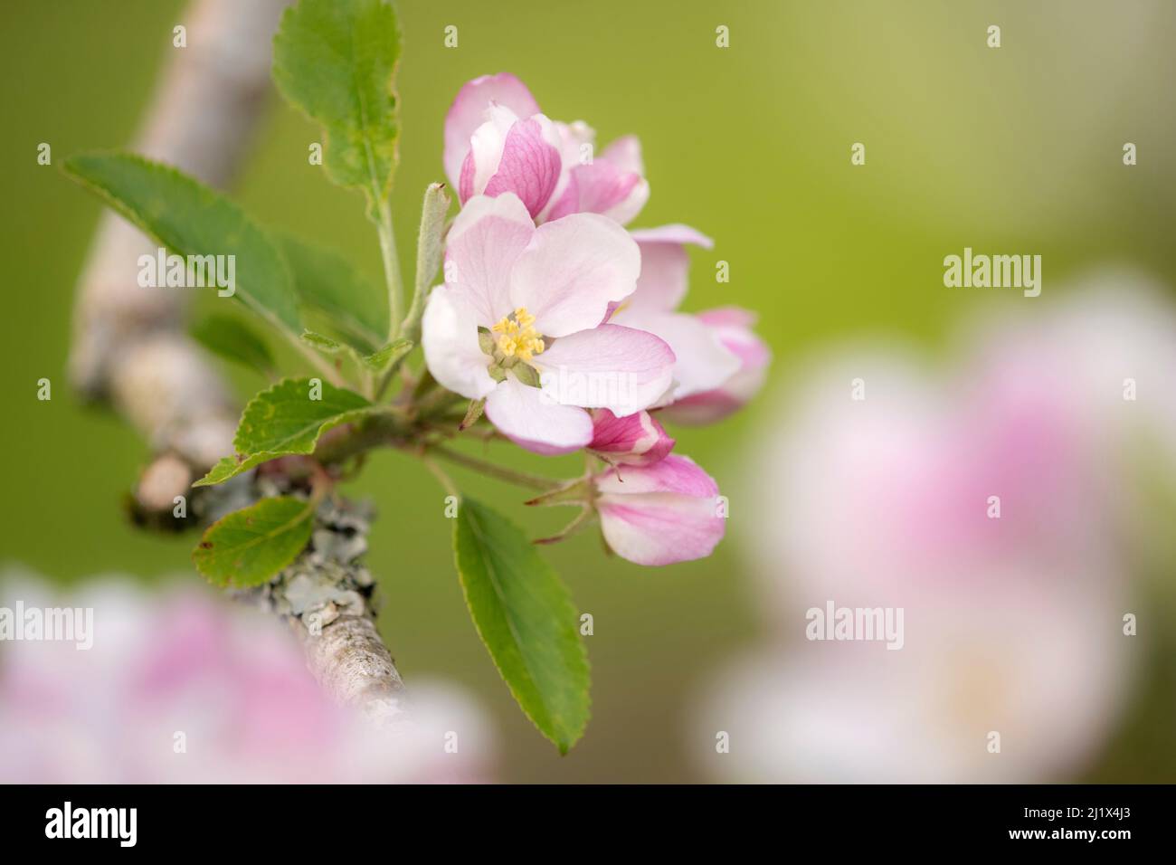 Malus pumila var domestica -Fotos und -Bildmaterial in hoher Auflösung ...