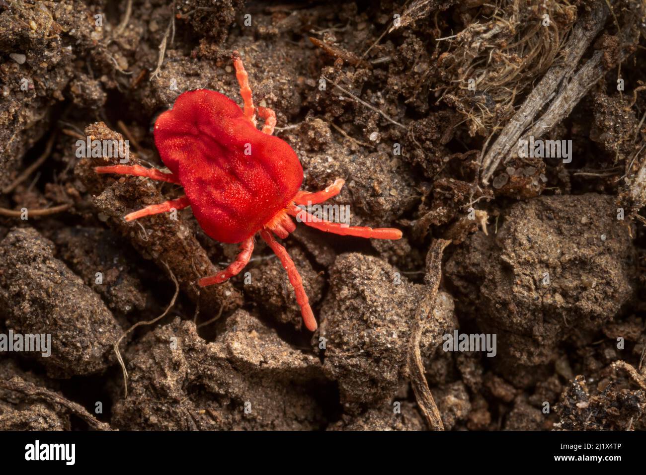 Jagt wirbellose tiere -Fotos und -Bildmaterial in hoher Auflösung – Alamy