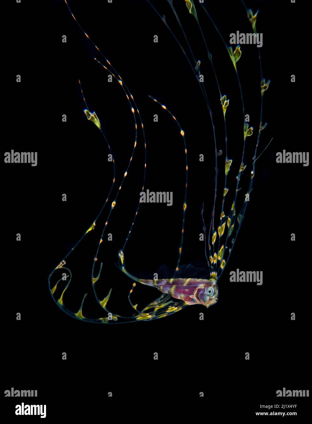 Balayan batangas -Fotos und -Bildmaterial in hoher Auflösung – Alamy