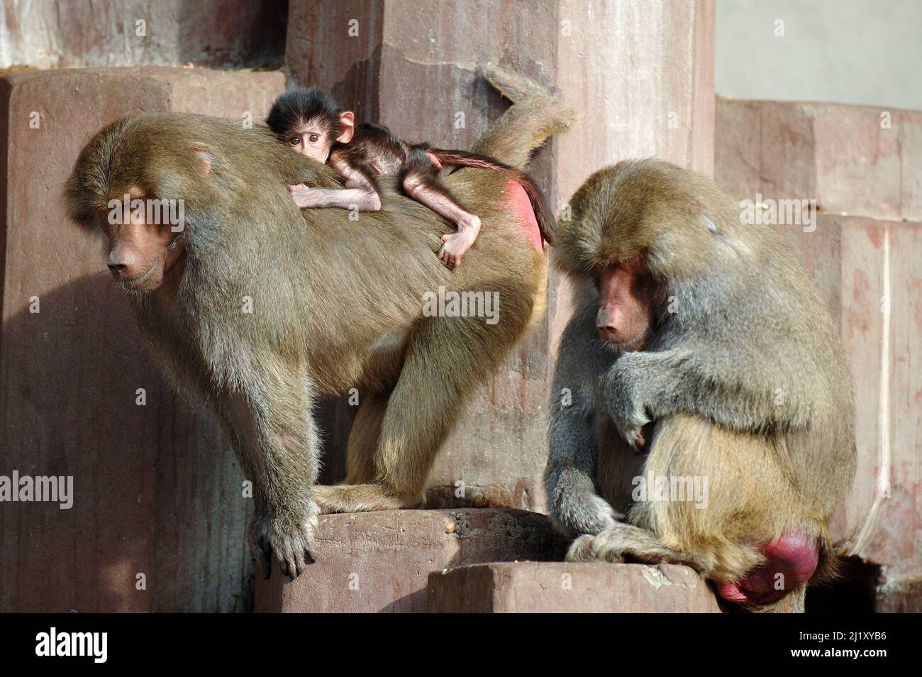 Pavian sitzt in der sonne -Fotos und -Bildmaterial in hoher Auflösung ...
