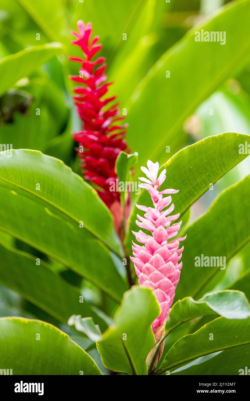 Costa rica flowers ginger -Fotos und -Bildmaterial in hoher Auflösung ...