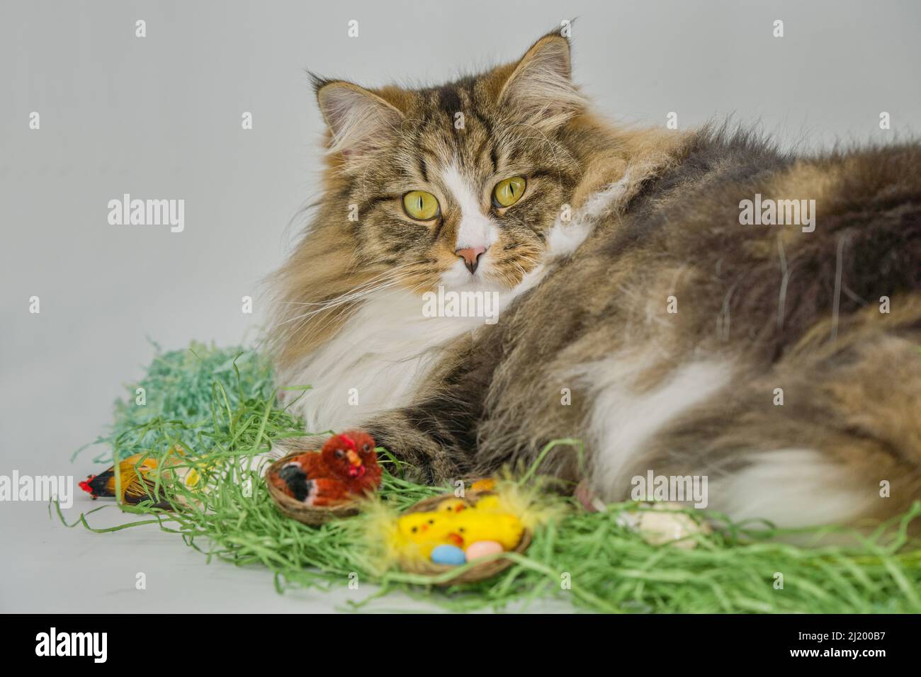 Katze ostern -Fotos und -Bildmaterial in hoher Auflösung – Alamy