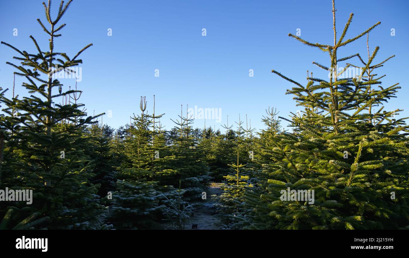 Weihnachtsbaum plantage -Fotos und -Bildmaterial in hoher Auflösung – Alamy