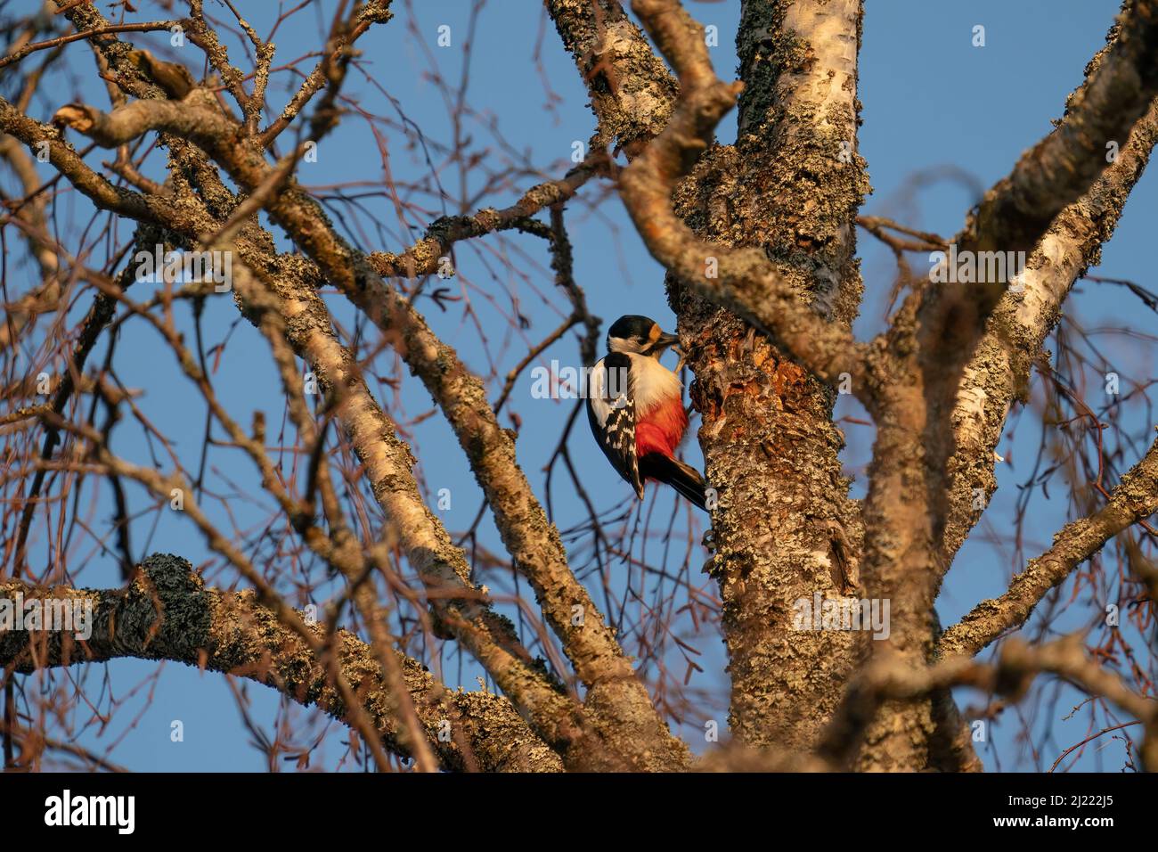 Vogel macht ein loch -Fotos und -Bildmaterial in hoher Auflösung – Alamy