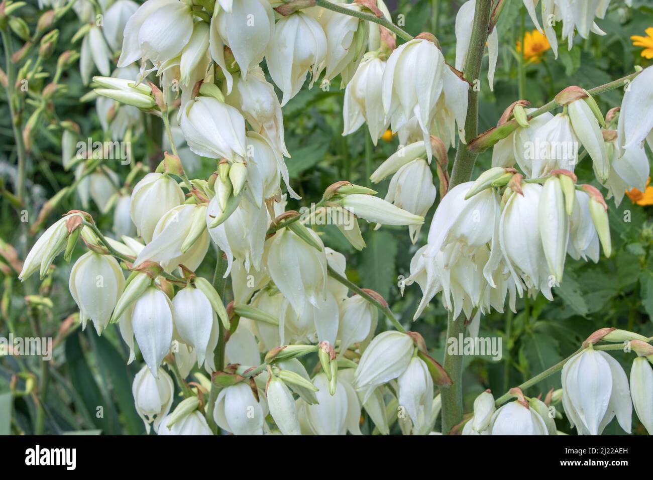 Weiße Yucca filamentosa Busch Blumen, andere Namen sind Adams Nadel ...