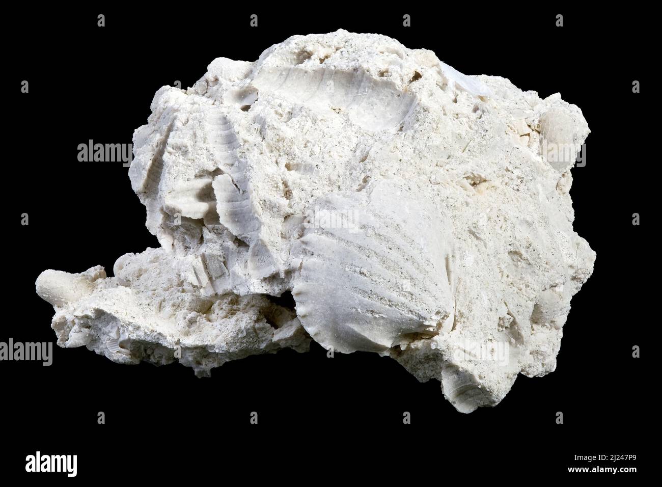 Kalkstein mit fossilien -Fotos und -Bildmaterial in hoher Auflösung – Alamy
