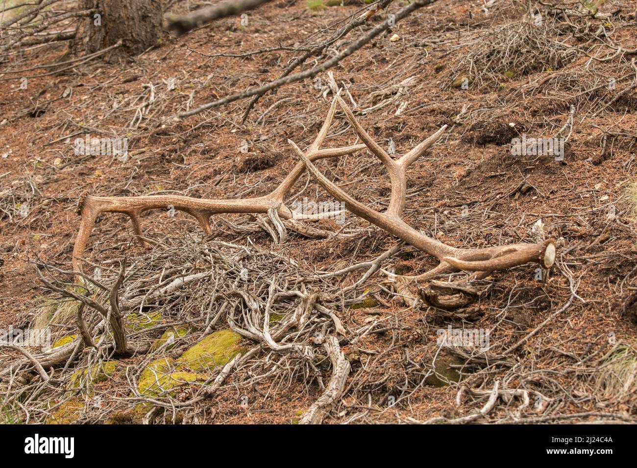 Elk shed his antler -Fotos und -Bildmaterial in hoher Auflösung – Alamy
