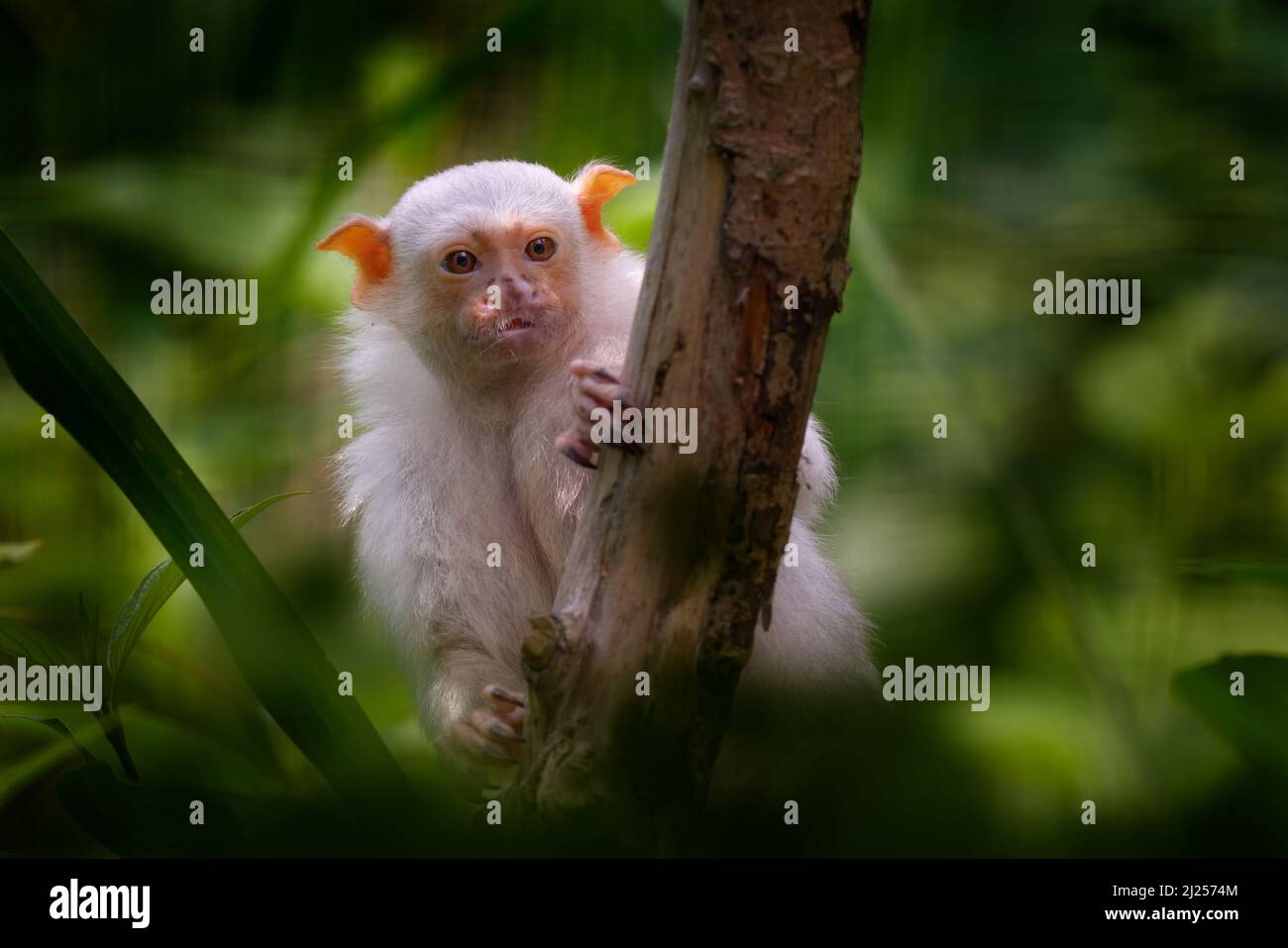 Silberner Murmeltier, Mico argentatus, Affe aus dem östlichen Amazonas ...