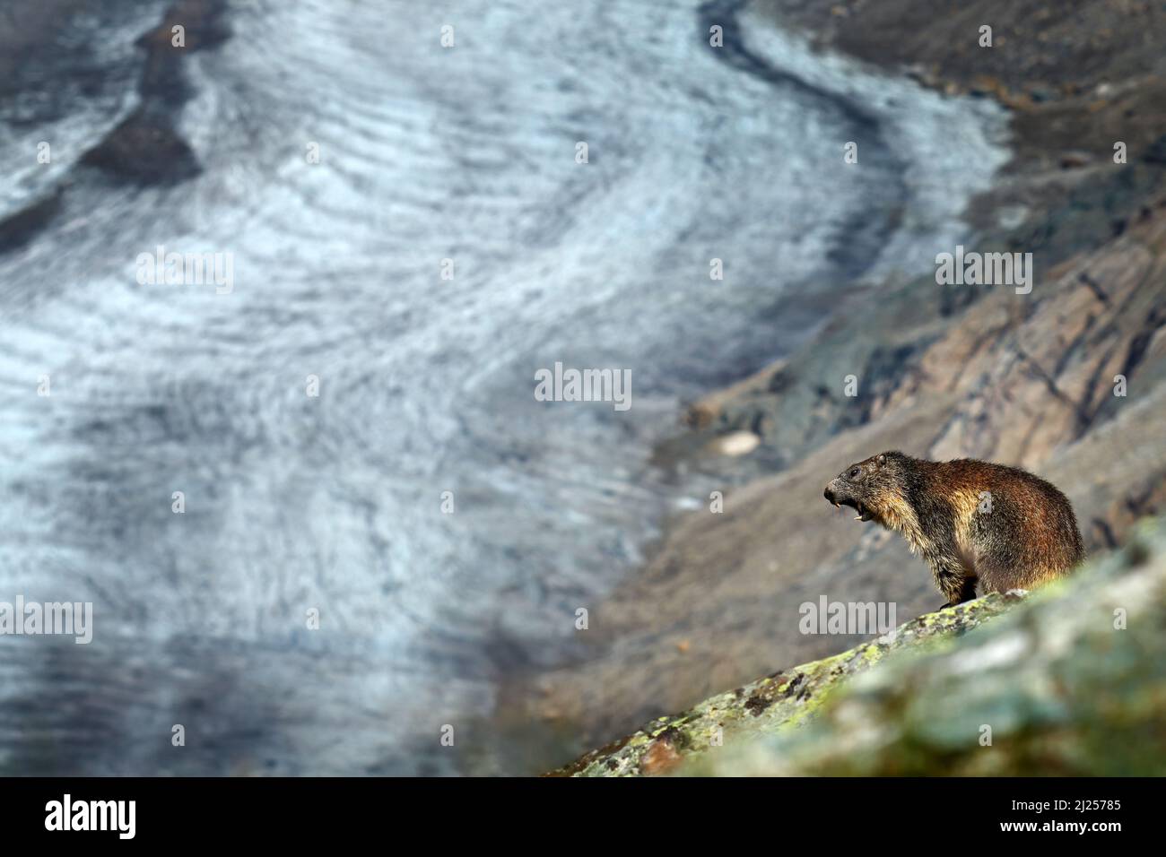 Wildlife Austria. Niedliches fette Tier Marmot, sitzend auf Stein Natur ...