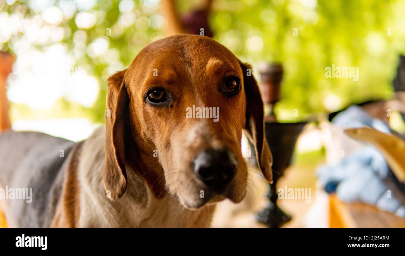 Ungarische zeiger -Fotos und -Bildmaterial in hoher Auflösung – Alamy