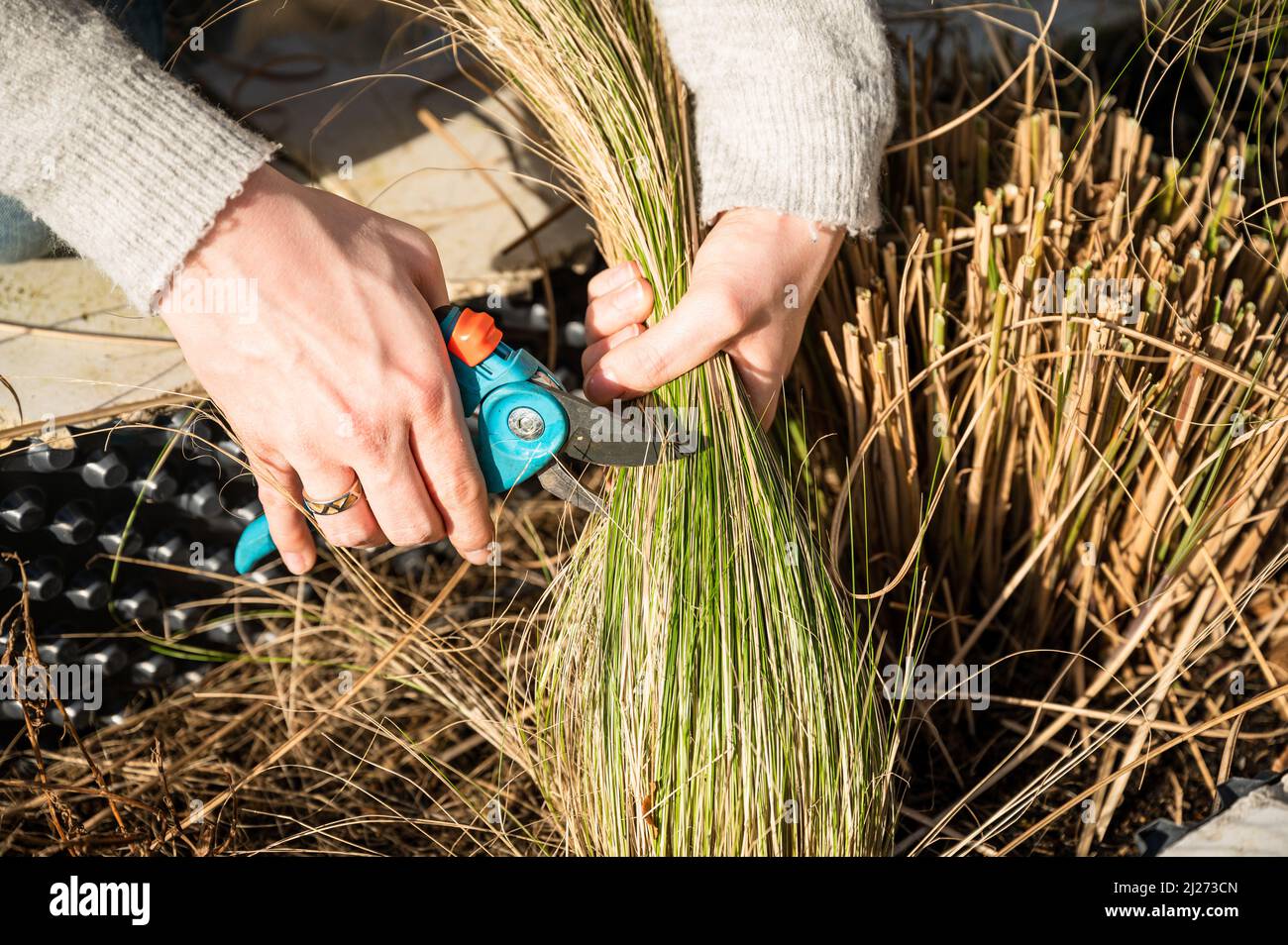 Schneiden von Federgras (Stipa), auch bekannt als Engelshaar-Federgras ...