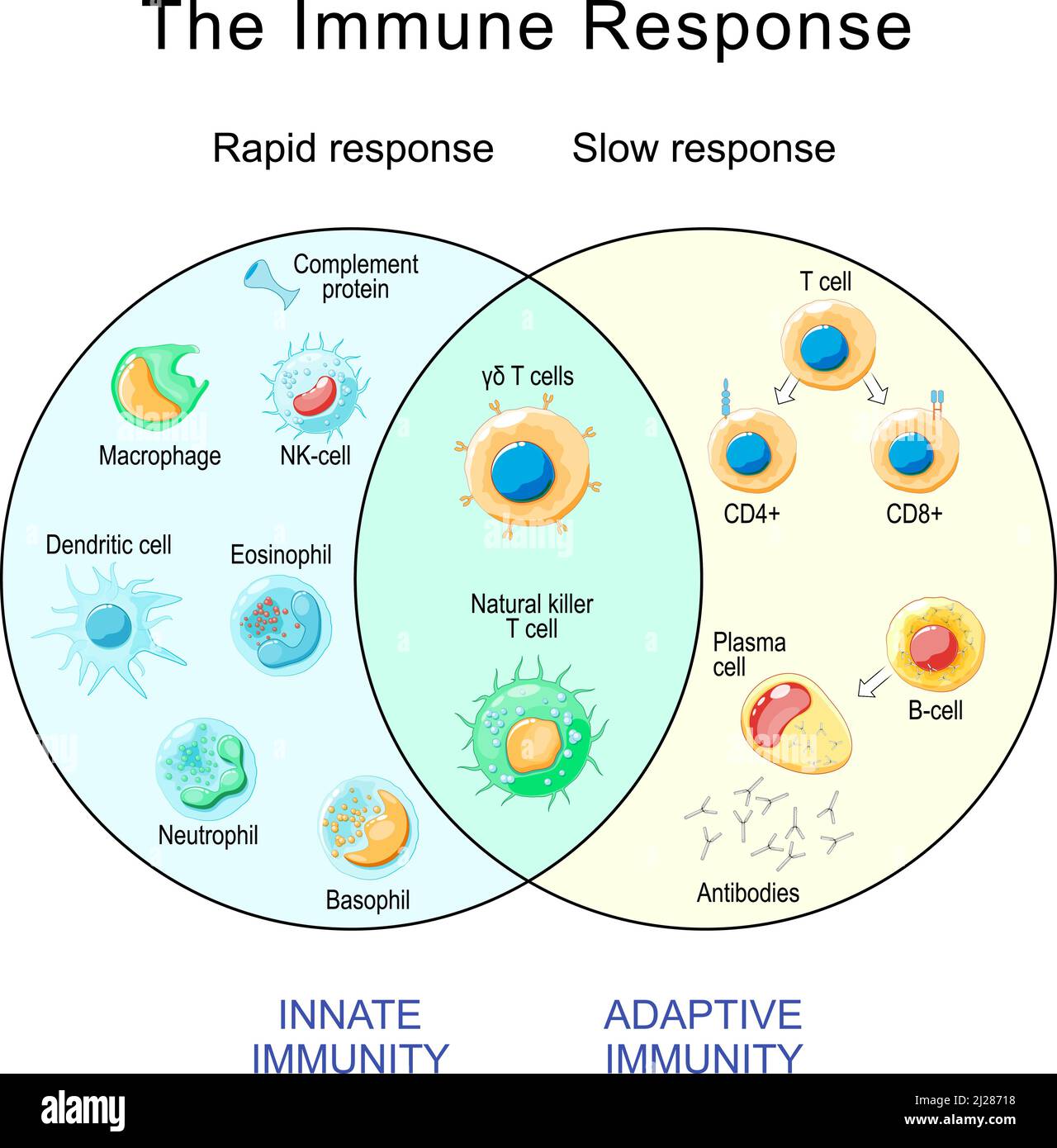 Immunantwort. Schnelle und langsame Reaktion der adaptiven und ...