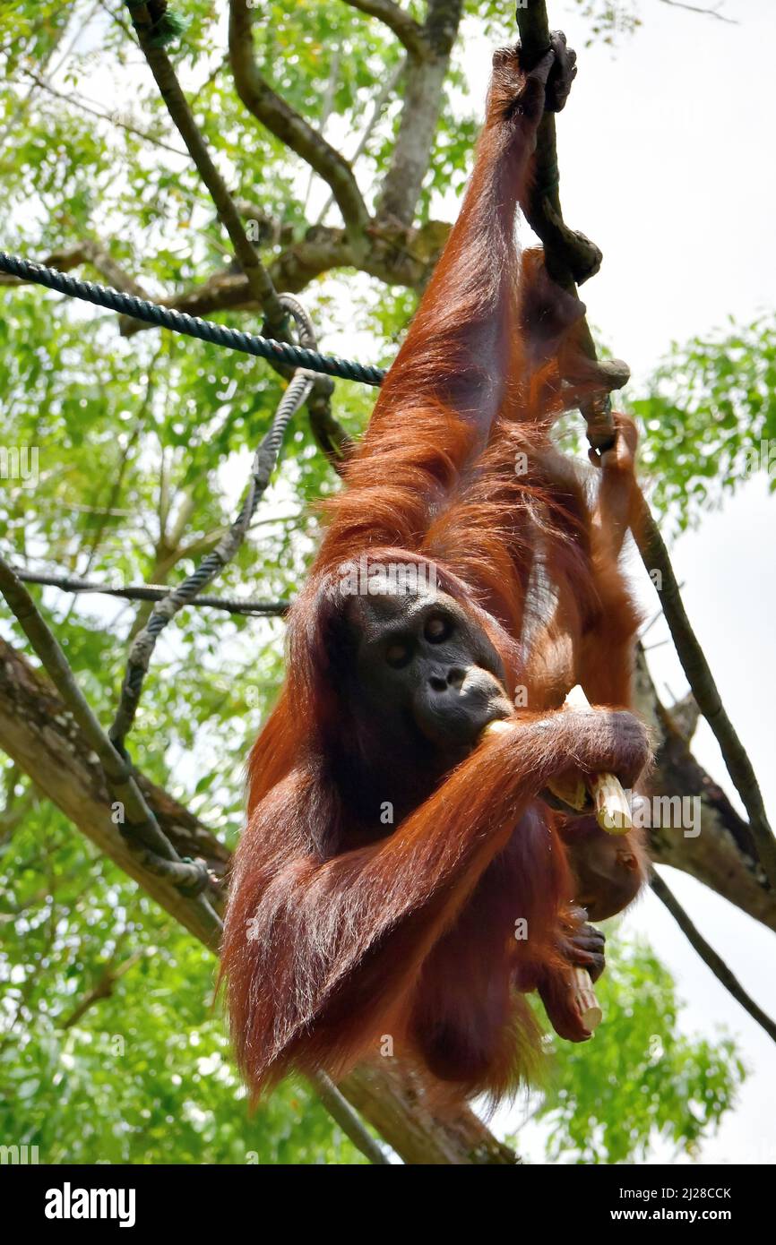 Bornean Orang-Utan, Borneo-Orang-Utan, Pongo pygmaeus, borneói Orang ...
