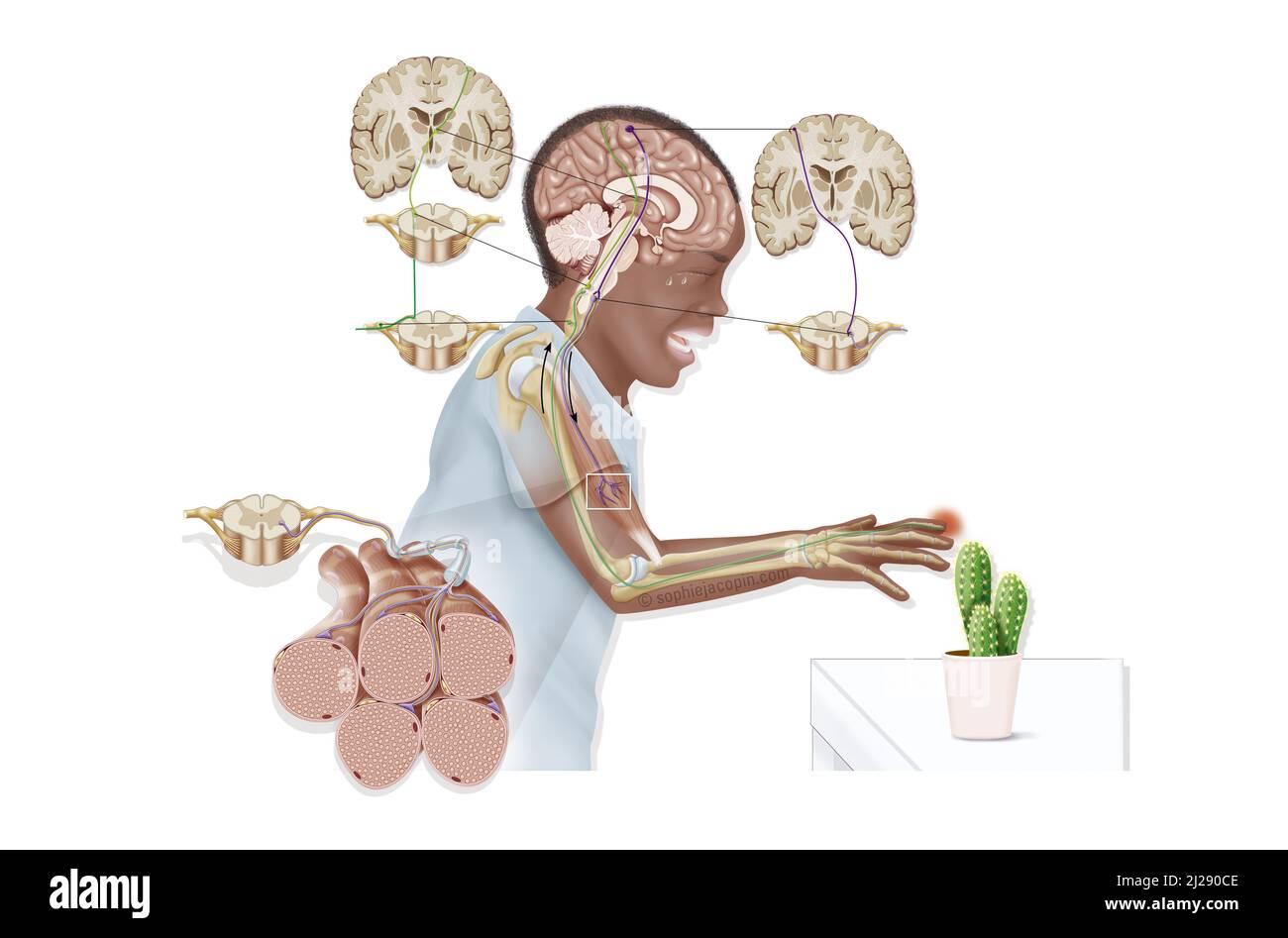 Sensorische Bahnen, motorische Bahnen, sensorisch-motorische Bahnen ...