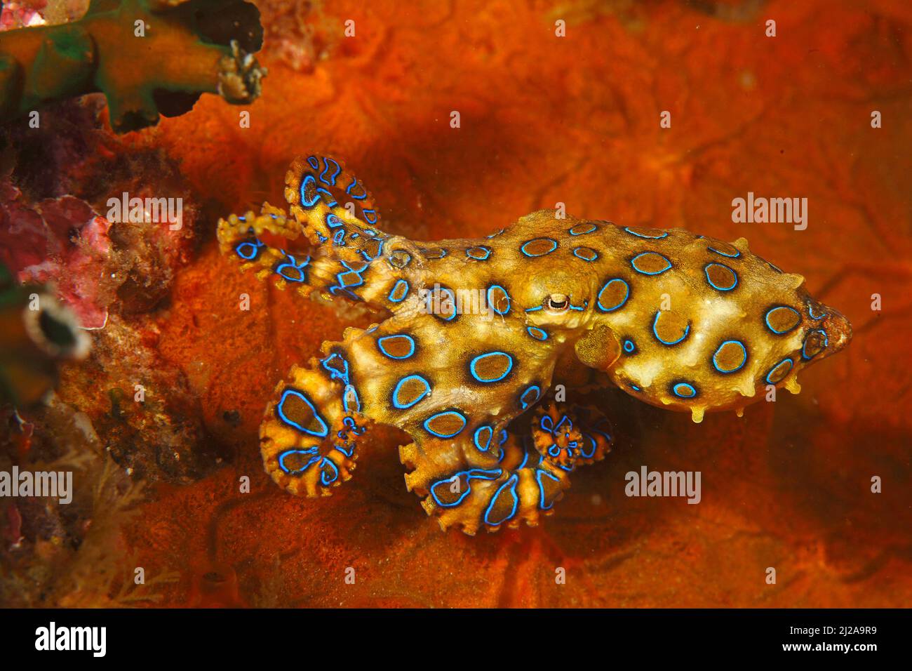 Blauring oktopus -Fotos und -Bildmaterial in hoher Auflösung – Alamy