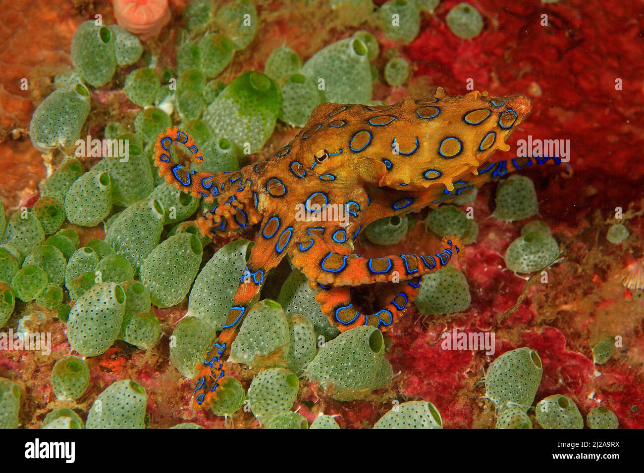 Kleiner blau beringter oktopus -Fotos und -Bildmaterial in hoher ...