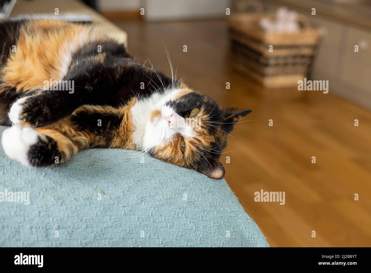 Schlamm katze -Fotos und -Bildmaterial in hoher Auflösung – Alamy