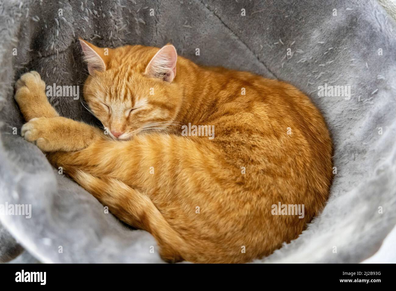 Schlamm katze -Fotos und -Bildmaterial in hoher Auflösung – Alamy