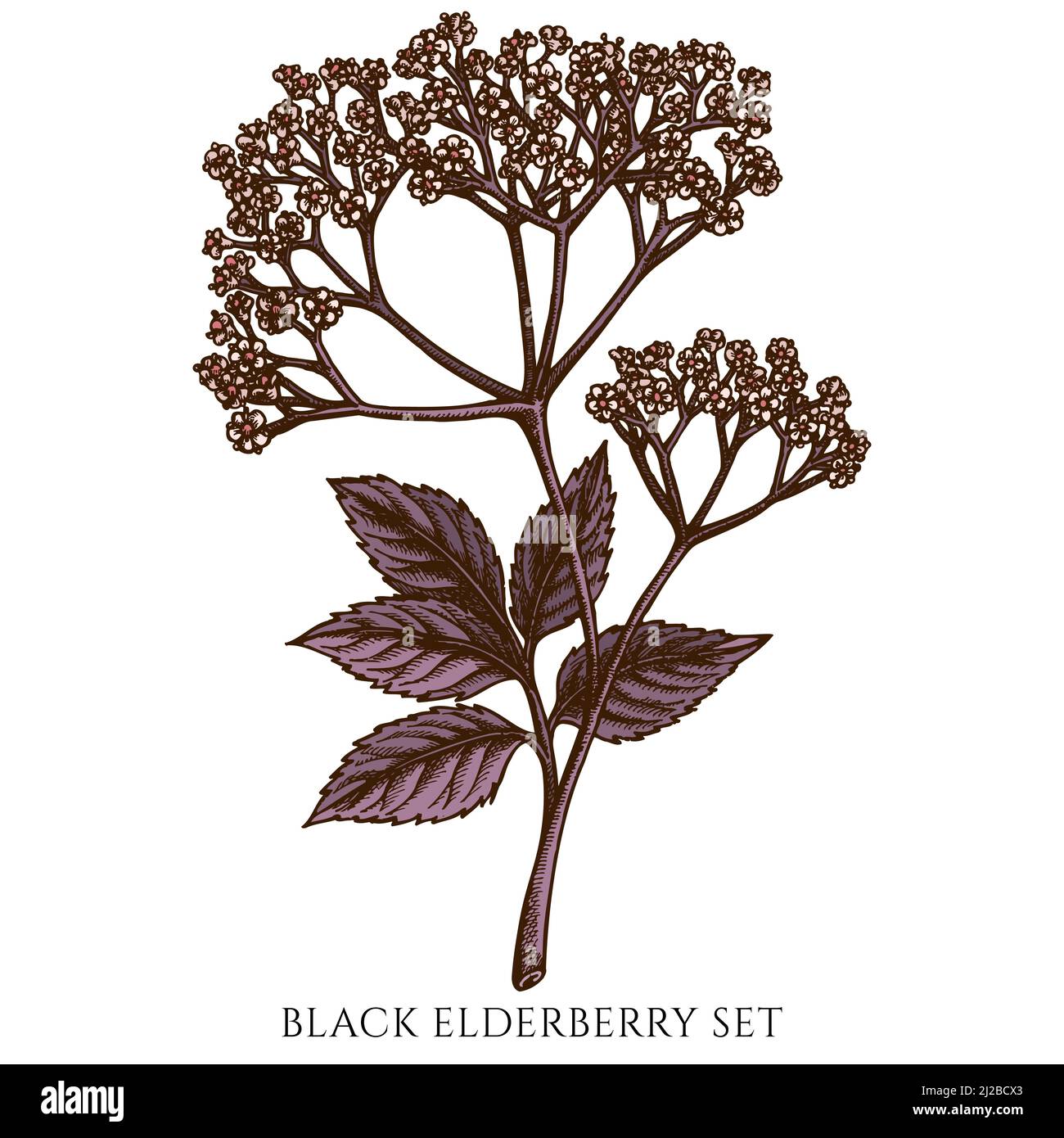 Holunder zeichnung Ausgeschnittene Stockfotos und -bilder - Alamy
