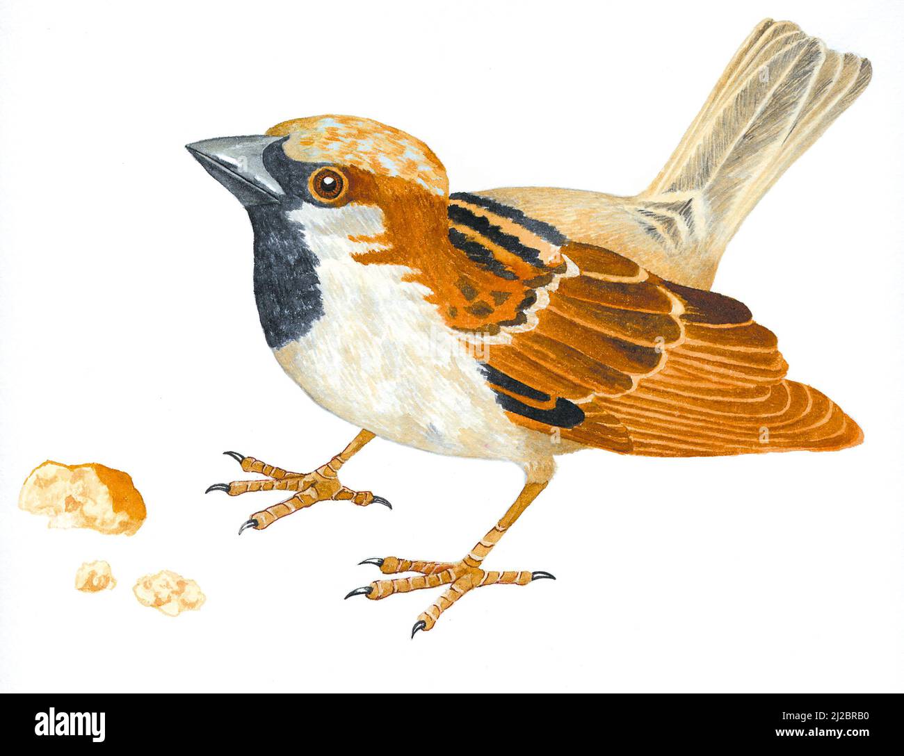 Fondo blanco ilustración -Fotos und -Bildmaterial in hoher Auflösung ...