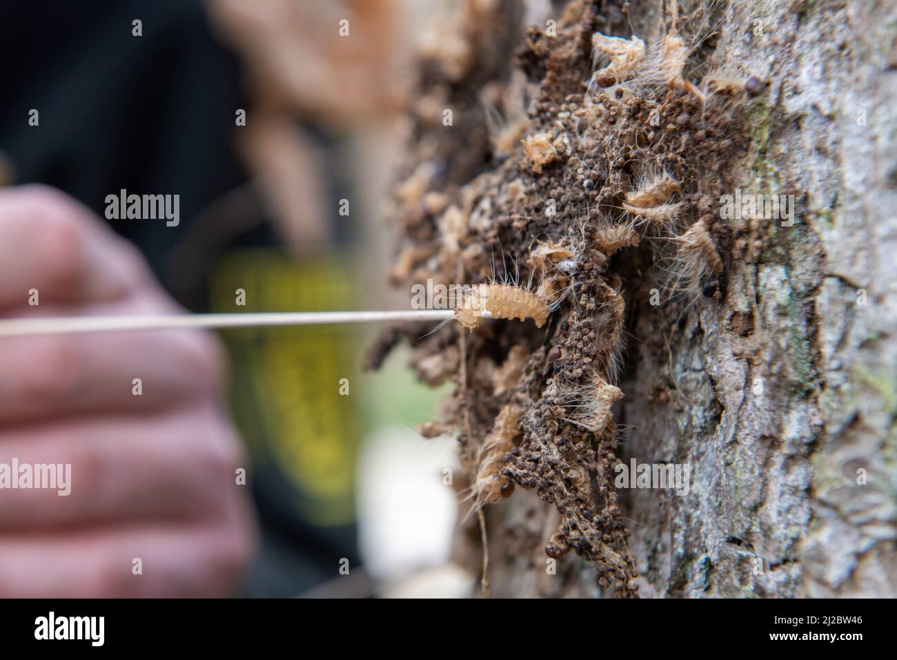 Eichenprozessionsspinner haut -Fotos und -Bildmaterial in hoher ...