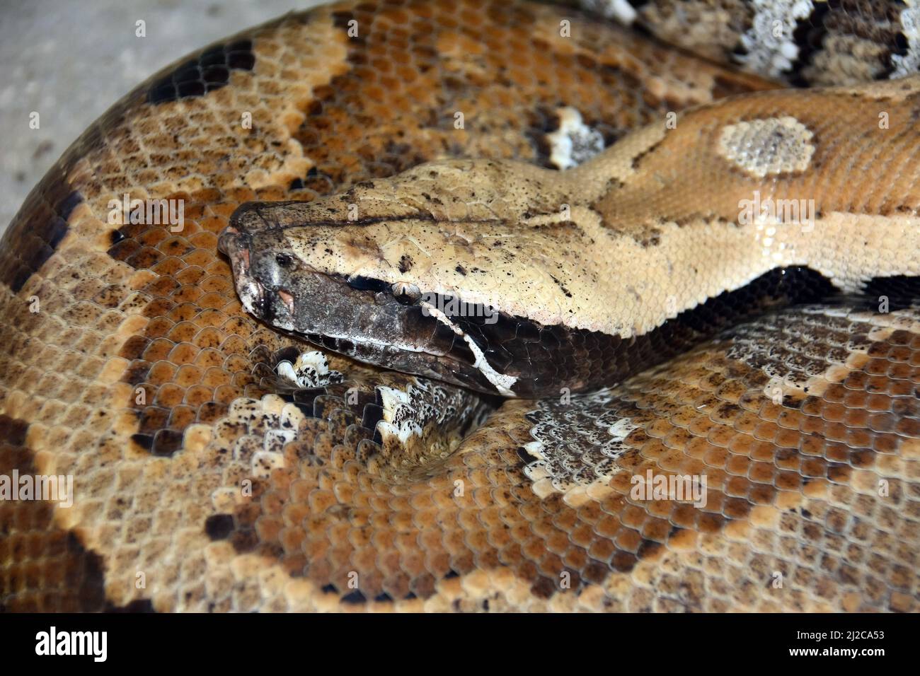 Java sumatra -Fotos und -Bildmaterial in hoher Auflösung – Alamy