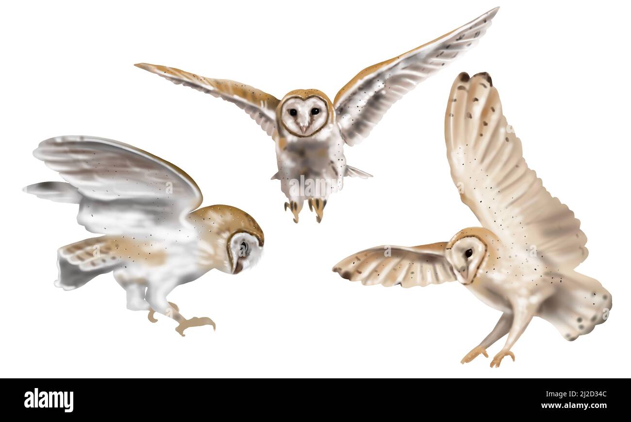 Aquarell Set fliegende Eule Scheune Eule. Eine realistische ...