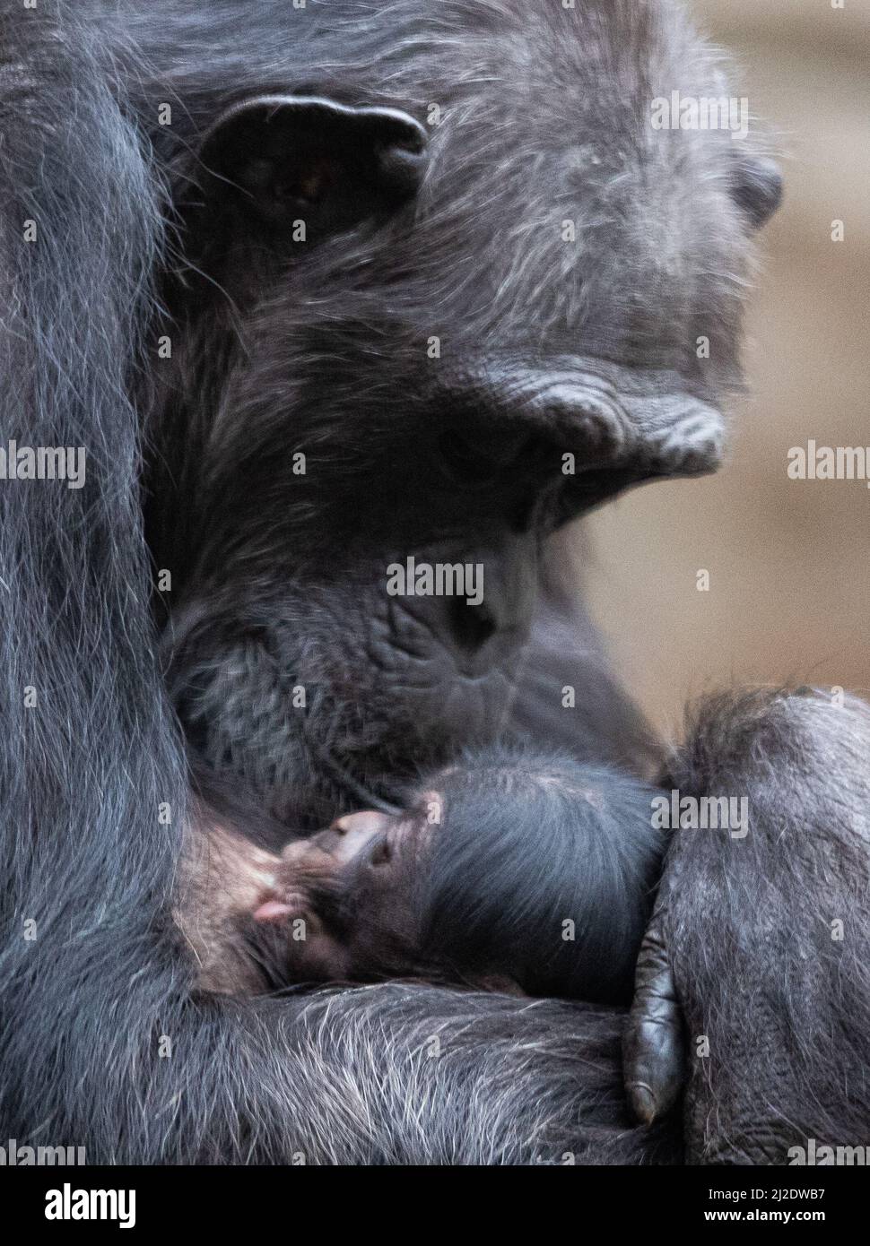 31. März 2022, Niedersachsen, Osnabrück: Ein Schimpansenbaby, geboren ...