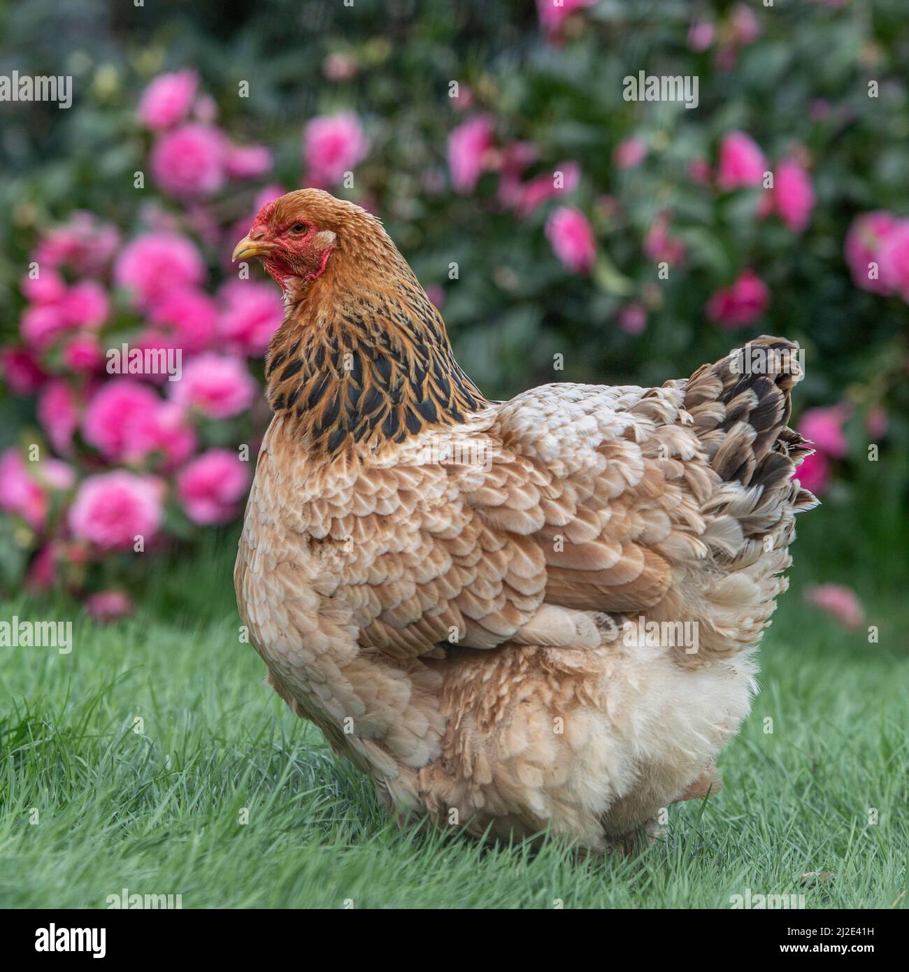 Buff brahma huhn -Fotos und -Bildmaterial in hoher Auflösung – Alamy