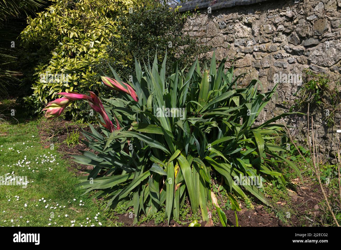 Klumpende stauden -Fotos und -Bildmaterial in hoher Auflösung – Alamy