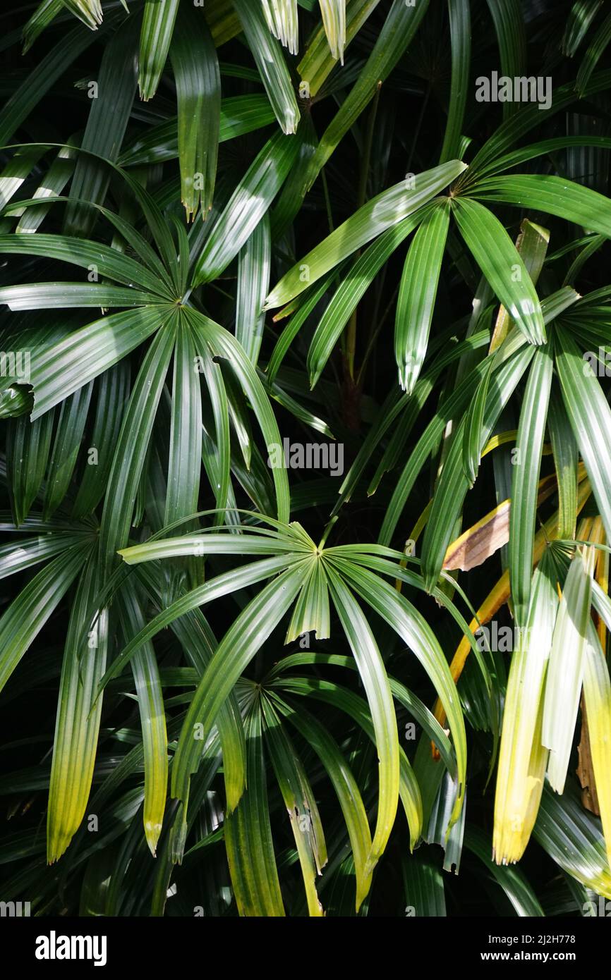 Rhapis filiformis -Fotos und -Bildmaterial in hoher Auflösung – Alamy