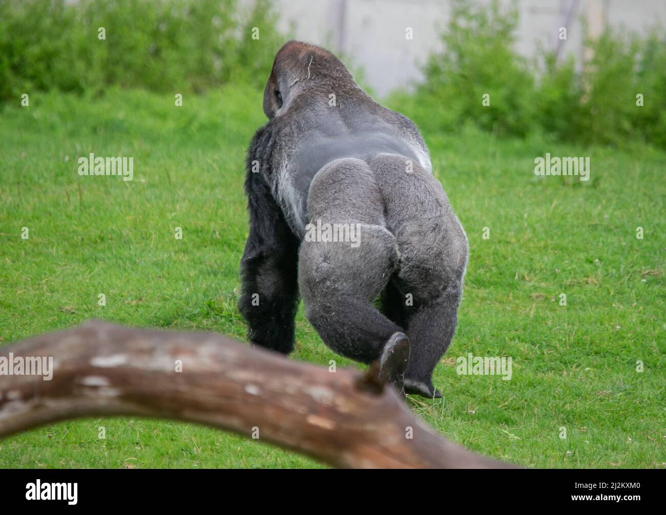 Zebra longleat -Fotos und -Bildmaterial in hoher Auflösung – Alamy