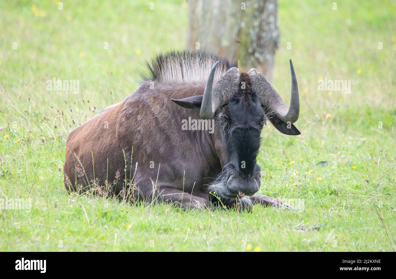 Zebra longleat -Fotos und -Bildmaterial in hoher Auflösung – Alamy
