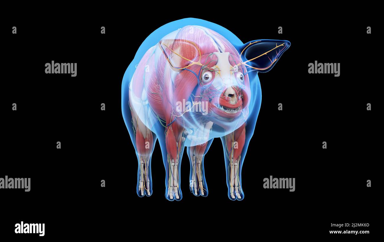 Gebiss Des Schweins _ Zähne beim Schwein: Aufbau, Altersschätzung und ...