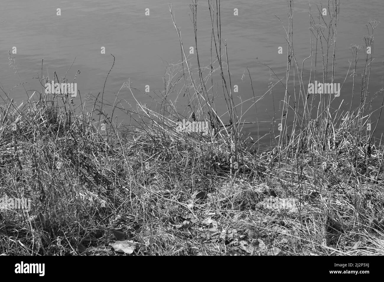 Schilf am seeufer Schwarzweiß-Stockfotos und -bilder - Alamy