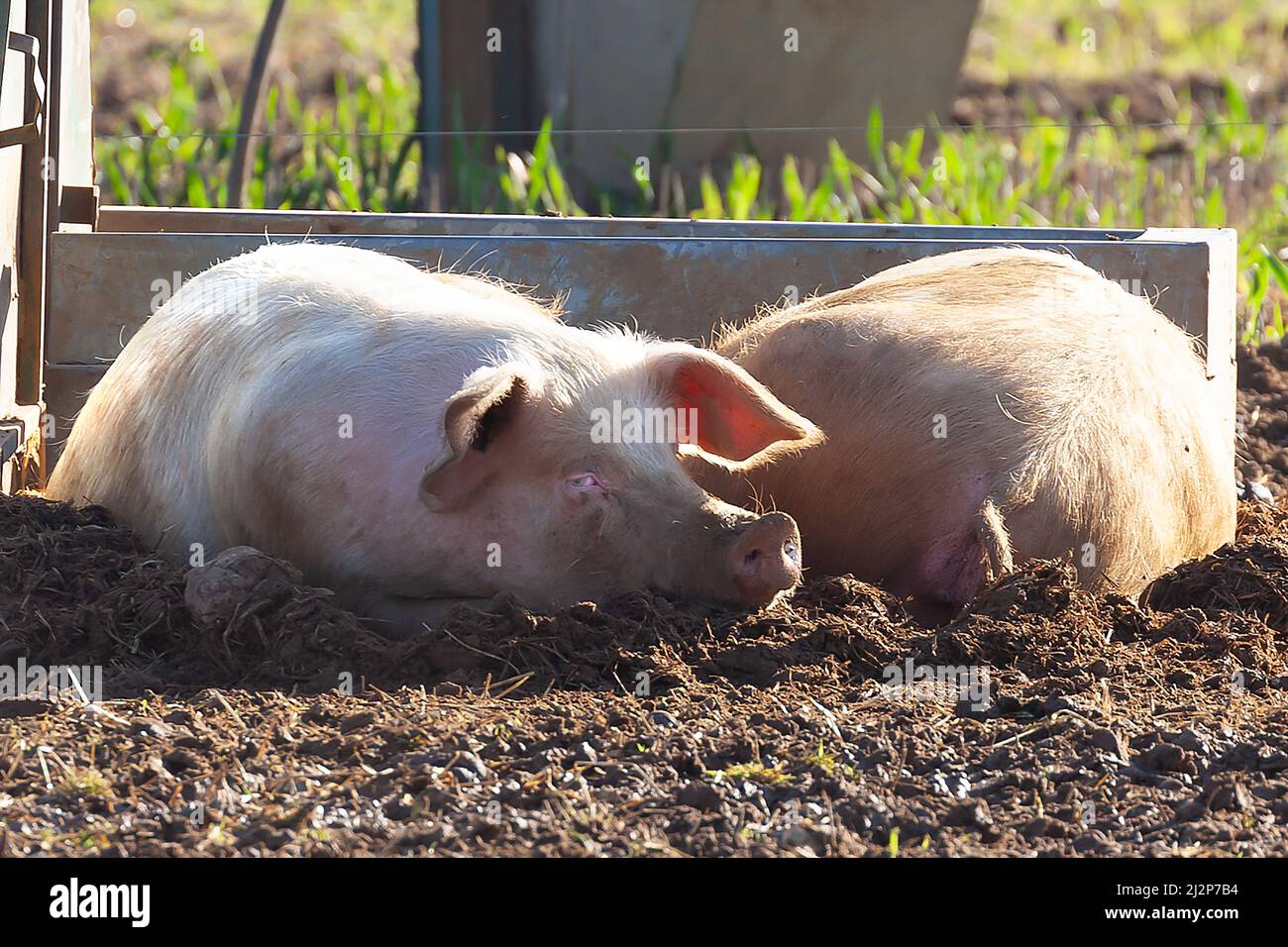 Britisches landrassenschwein Stockfotos und -bilder Kaufen - Alamy