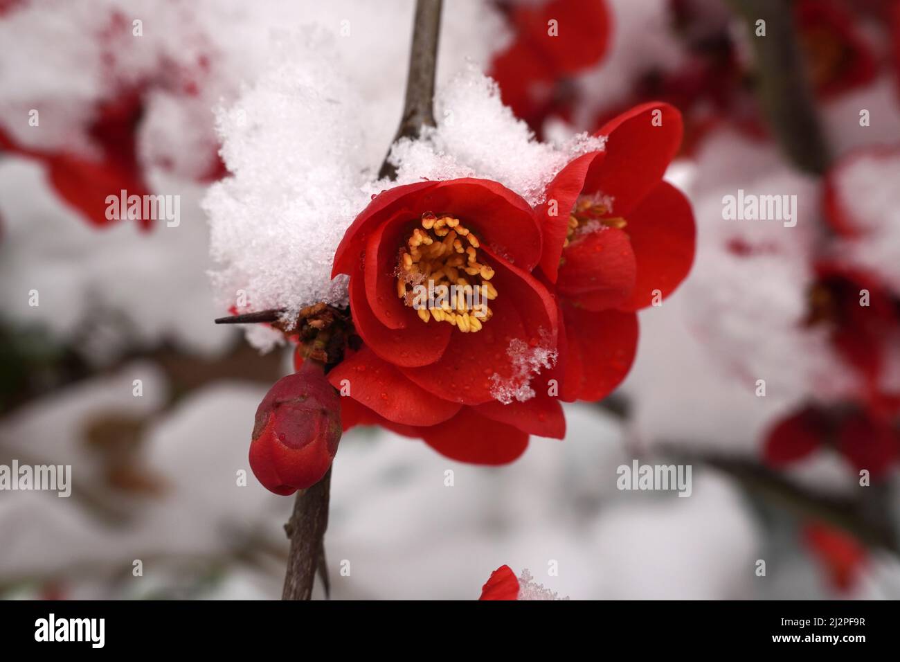 Japanische zierquitten -Fotos und -Bildmaterial in hoher Auflösung – Alamy