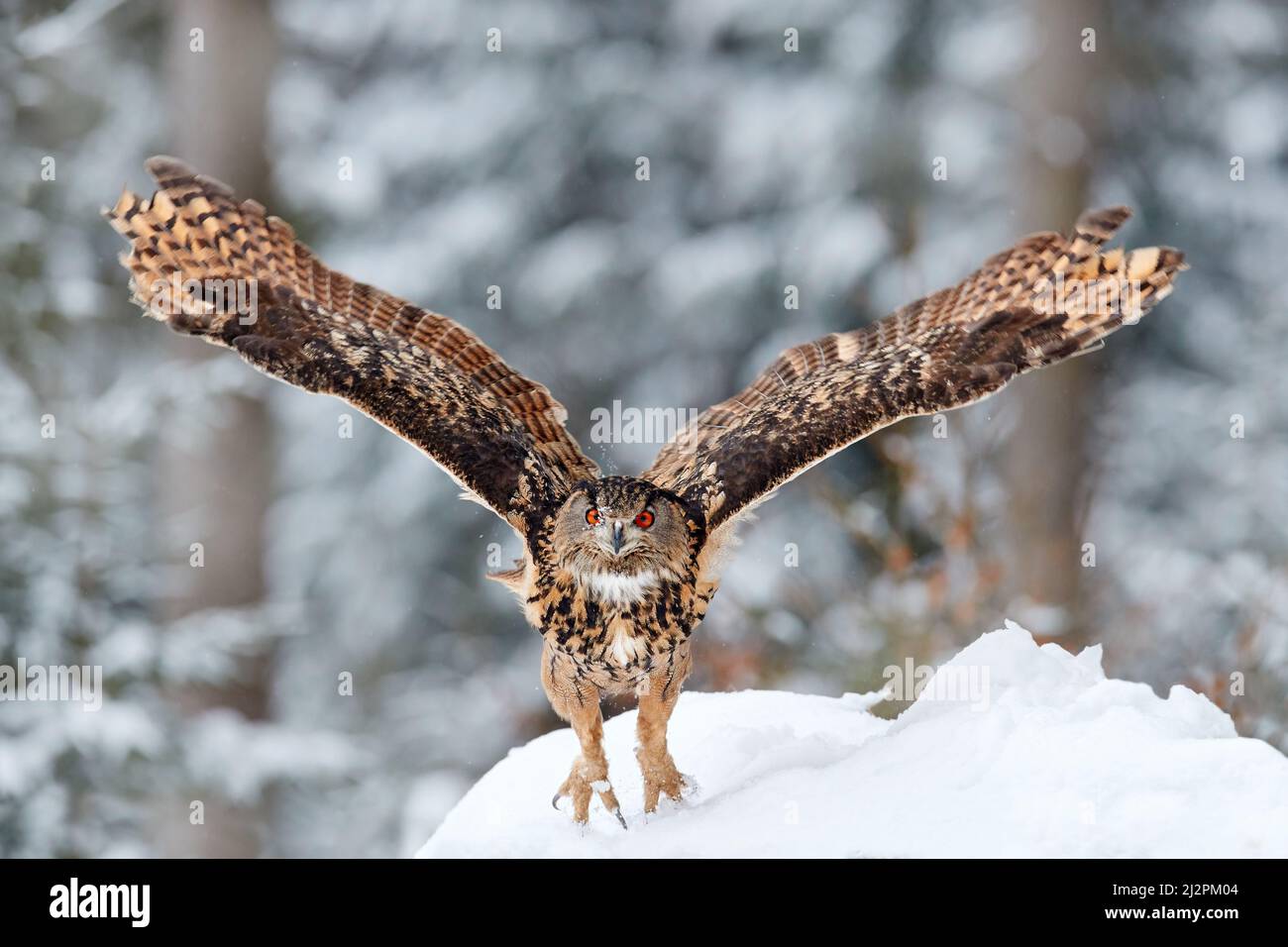 Winterliche Tierwelt. Fliegende eurasische Eule mit offenen Flügeln und ...