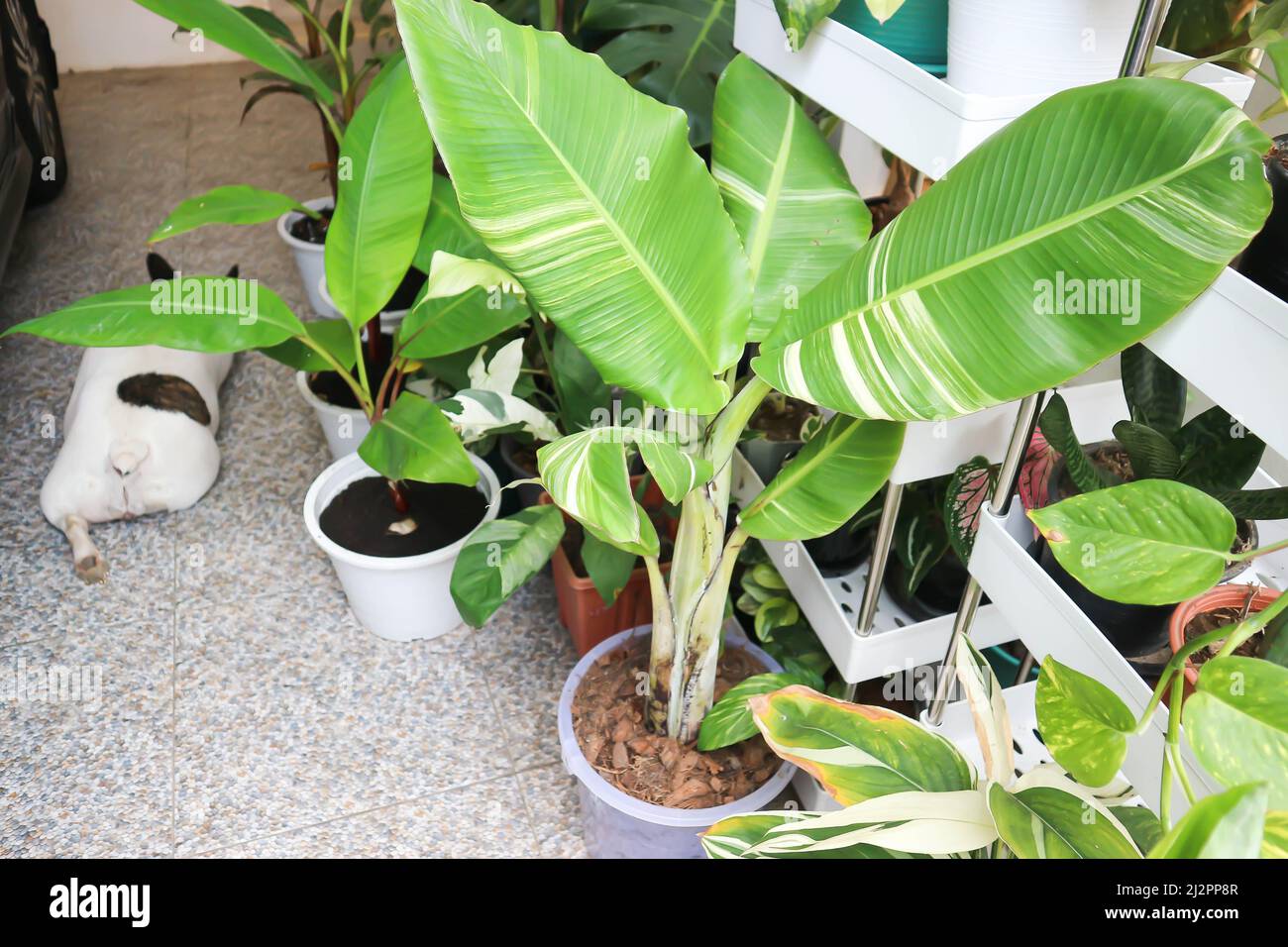 Musa elata nakai -Fotos und -Bildmaterial in hoher Auflösung – Alamy