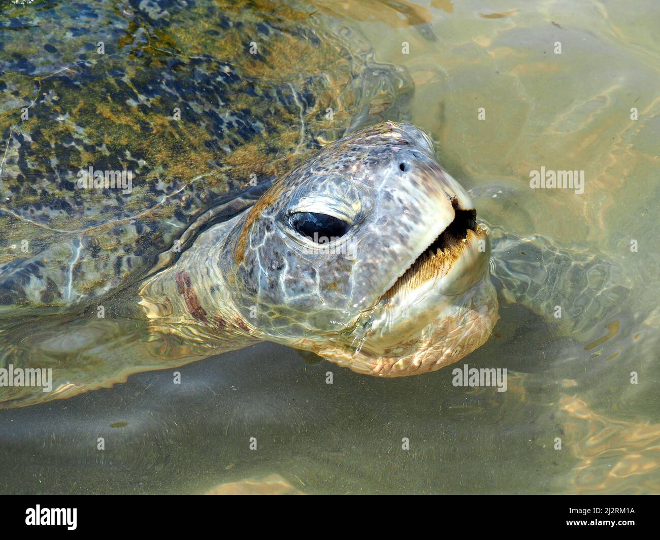 Kozonseges levesteknos -Fotos und -Bildmaterial in hoher Auflösung – Alamy