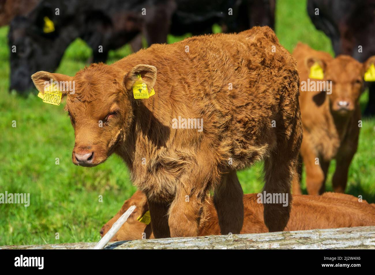 Kalb im feld -Fotos und -Bildmaterial in hoher Auflösung – Alamy