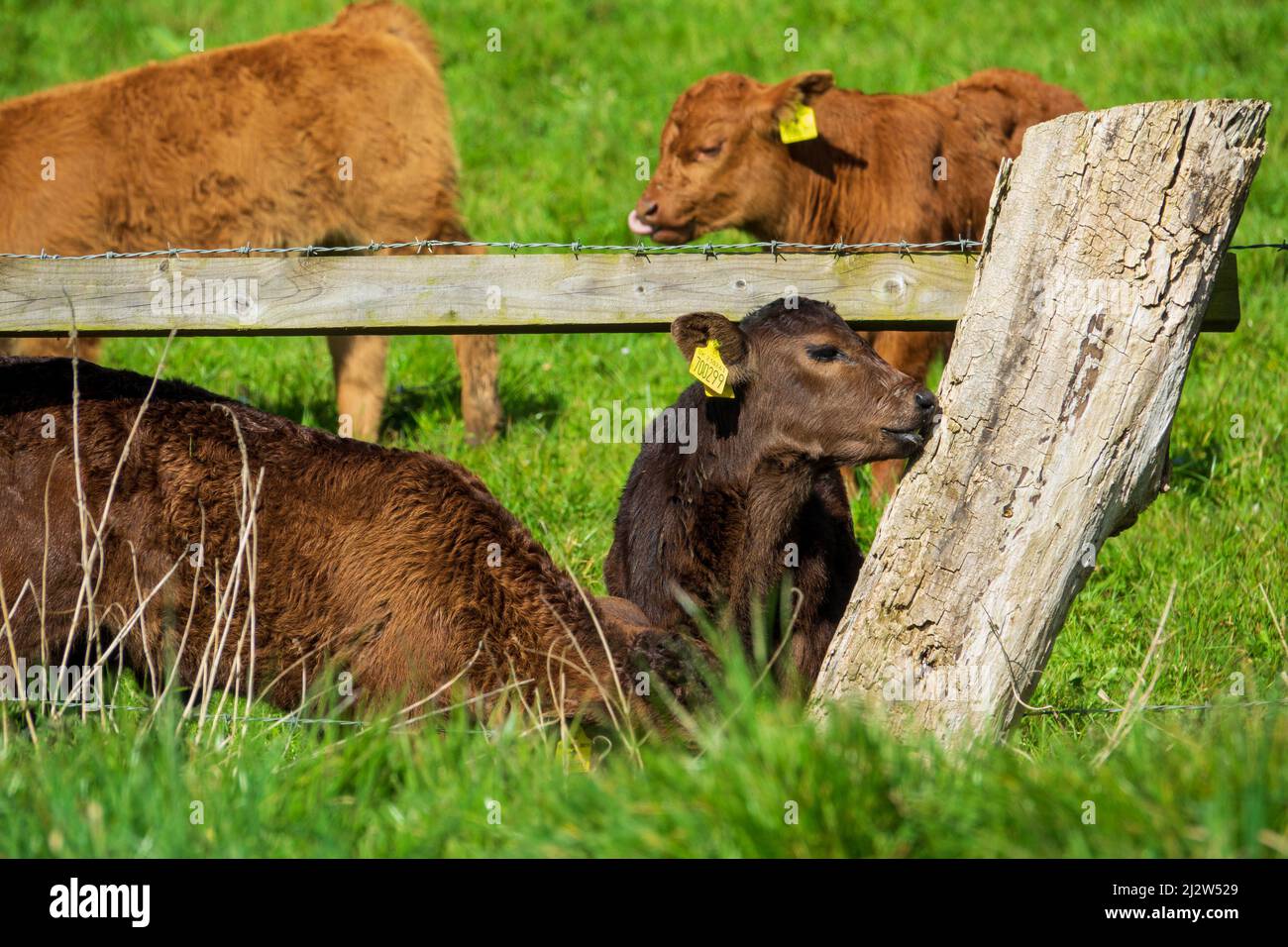 Kalb im feld -Fotos und -Bildmaterial in hoher Auflösung – Alamy