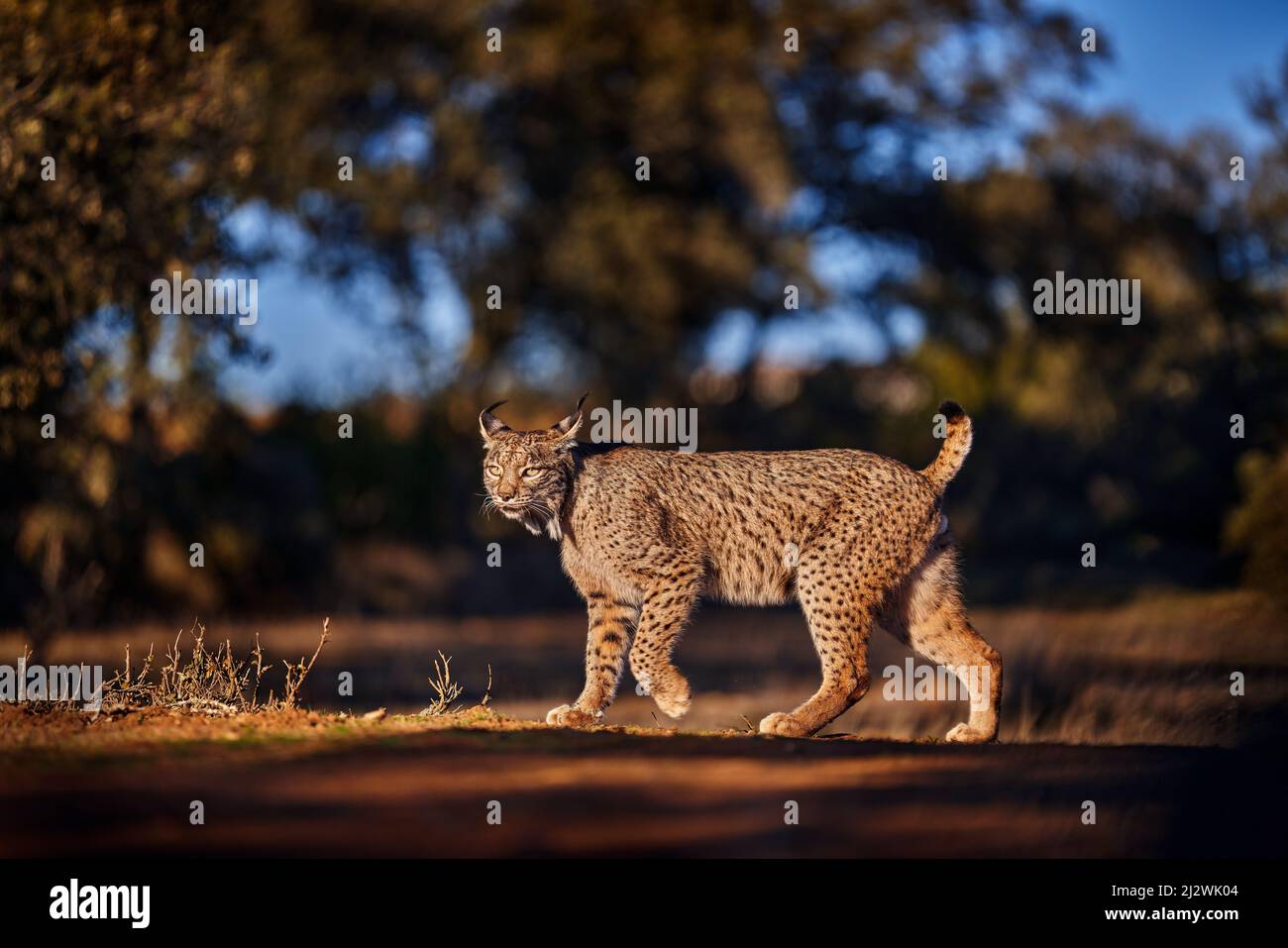 Iberischer Luchs, Lynx Pardinus, Wildkatze, die auf der Iberischen ...