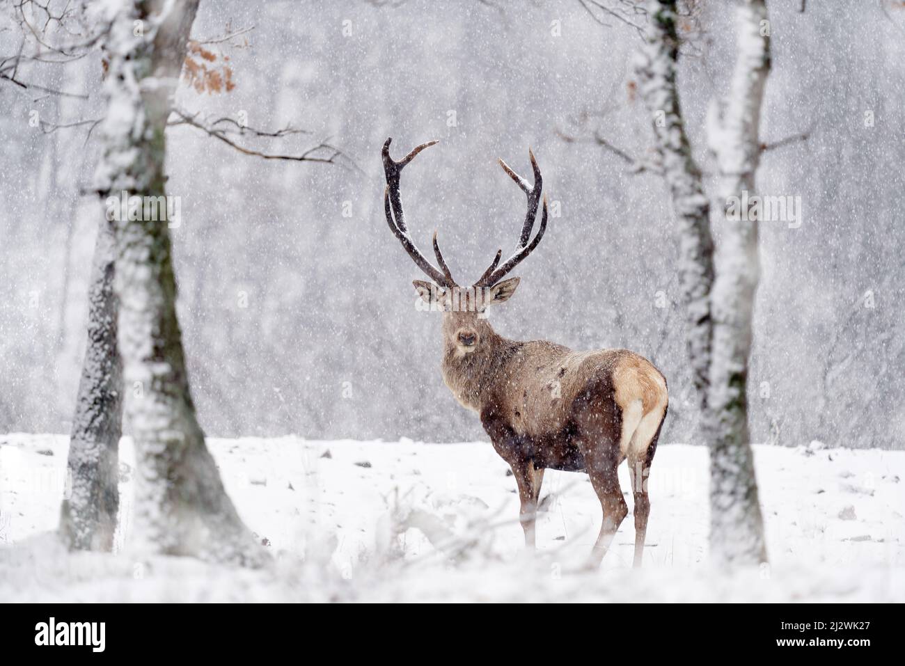 Winterliche Tierwelt. Rothirsch, Cervus elaphus, großes Tier im ...