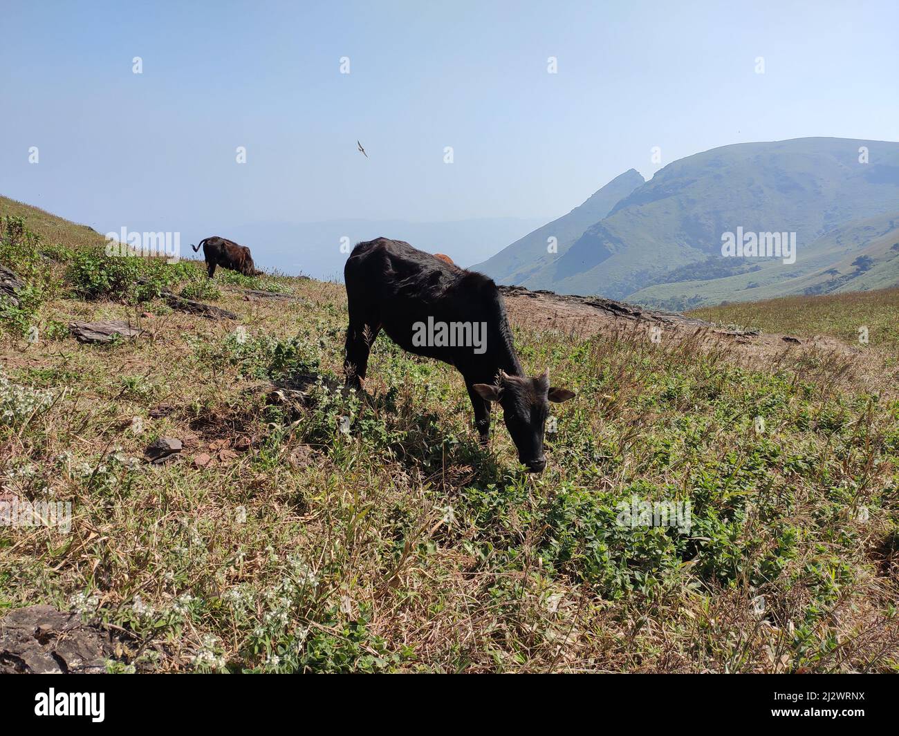 Die Rinder weiden friedlich auf dem Baba Budan Giri Berg in der Nähe ...