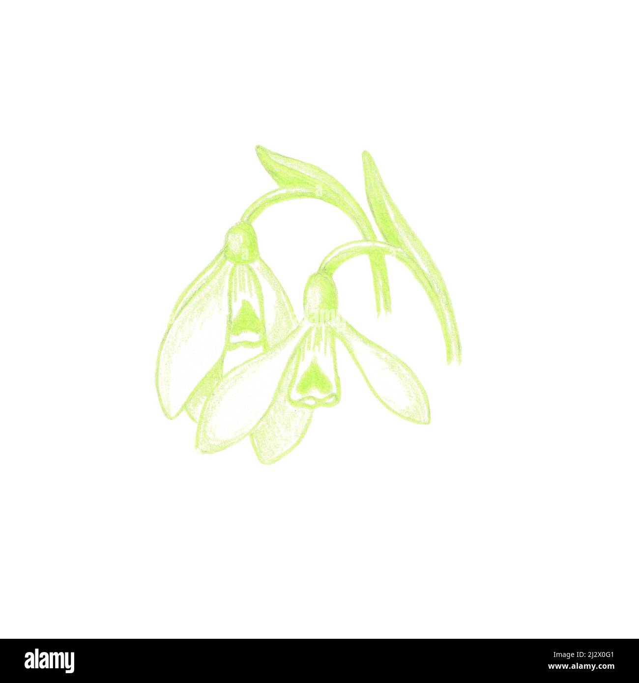 Farbstifte Skizze von wilden Schneeglöckchen, grün und weiß galanthus ... Farbstifte Skizze von wilden Schneeglöckchen, grün und weiß galanthus ...