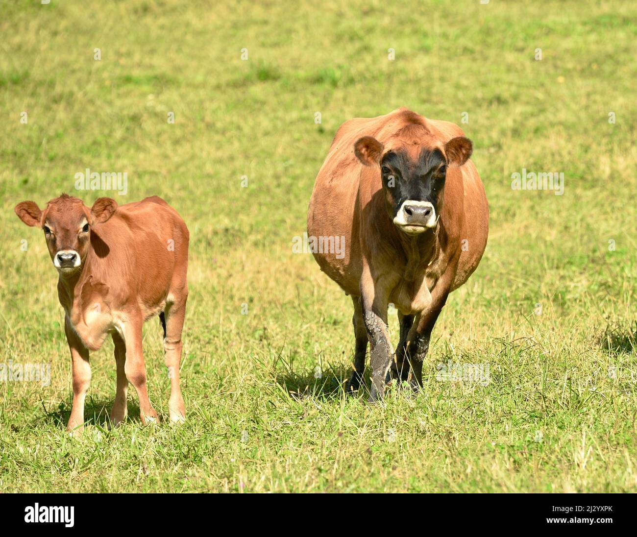Bio milchproduktion -Fotos und -Bildmaterial in hoher Auflösung – Alamy