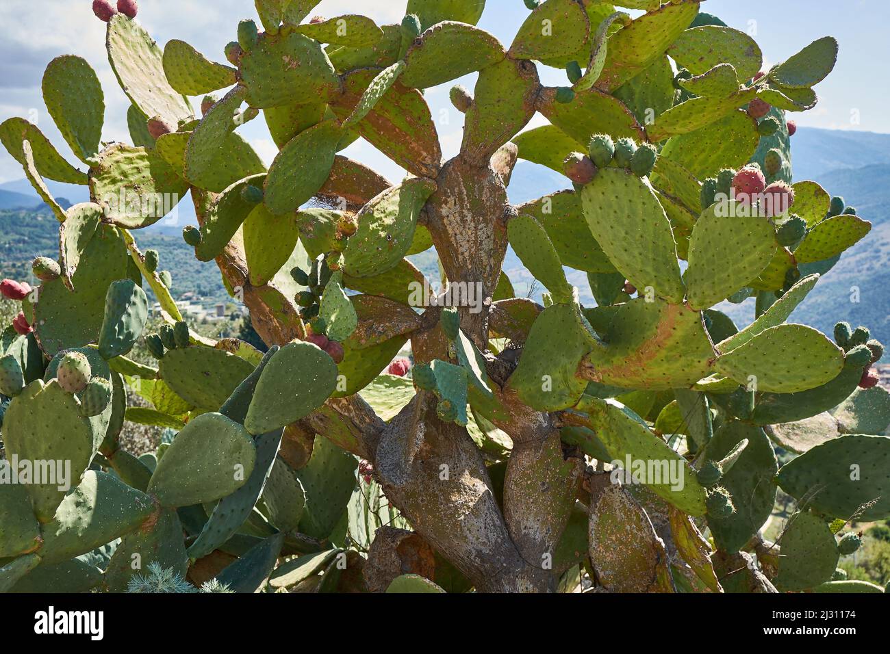 Europa obst -Fotos und -Bildmaterial in hoher Auflösung – Alamy