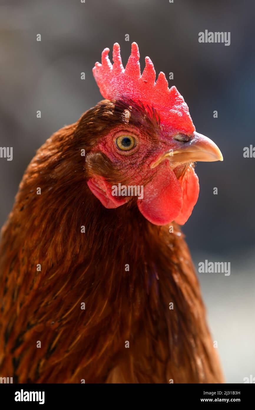 Portrait Huhn auf dem Bauernhof, Geflügelkonzept. Braune Henne ...
